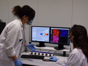 La prima sinapsi artificiale ibrida con “effetto memoria”: il nuovo ...