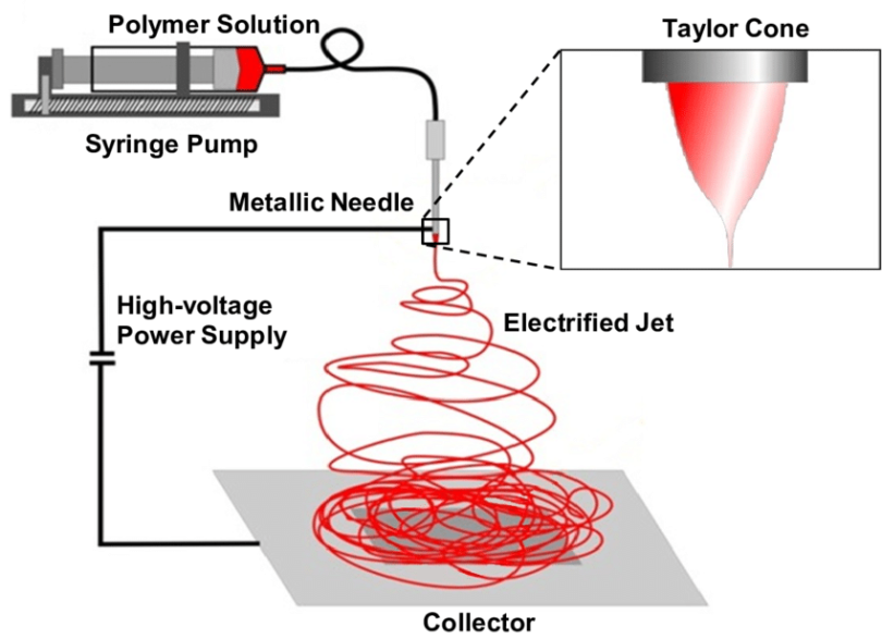 Reni ingegnerizzati: l'elettrofilatura punta a essere la strategia del futuro